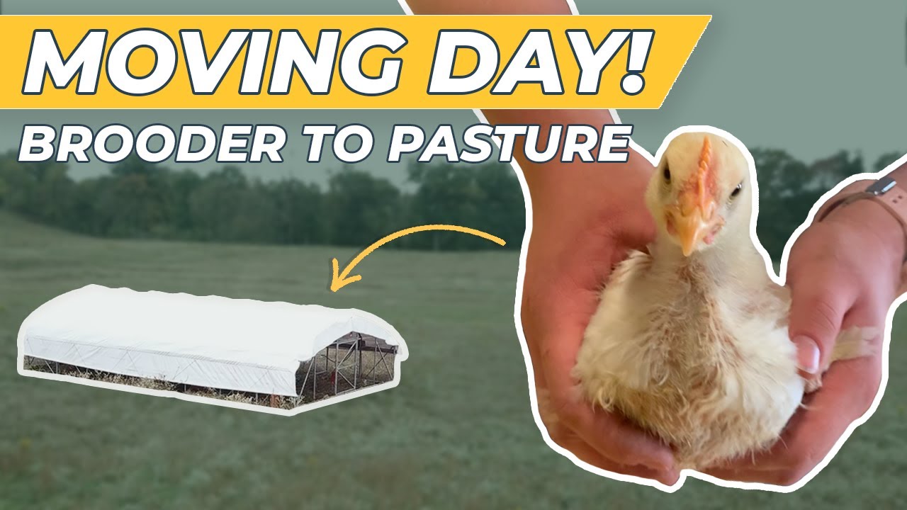 When to Move Chicks Outside to Pasture - YouTube