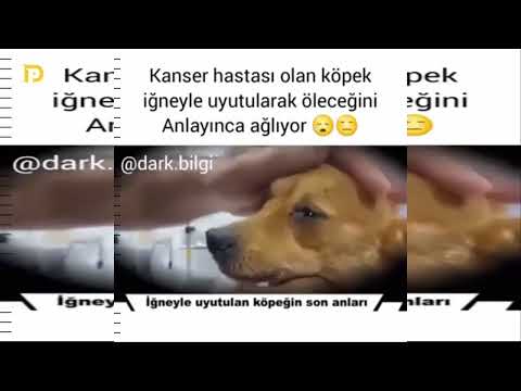 Öleceğini anlayan köpeğin son anları yürekleri parçaladı!
