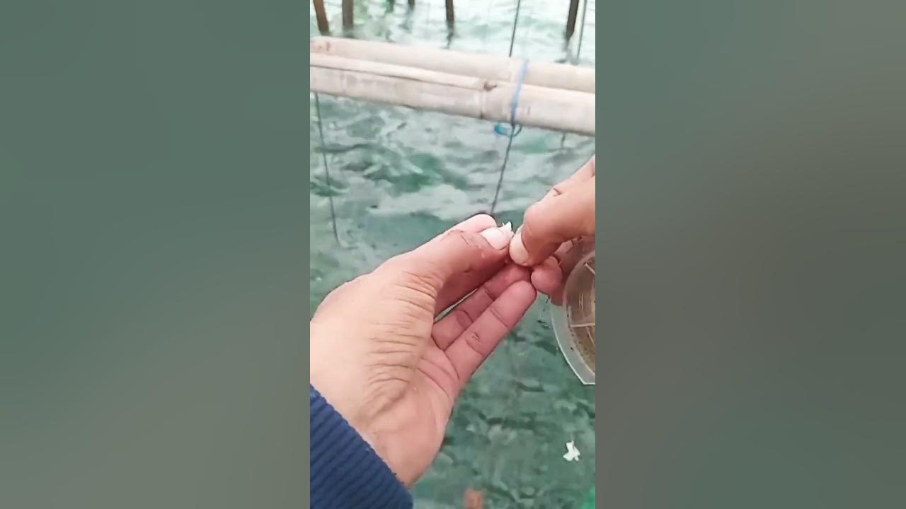 mancing ikan jenaha.. - YouTube