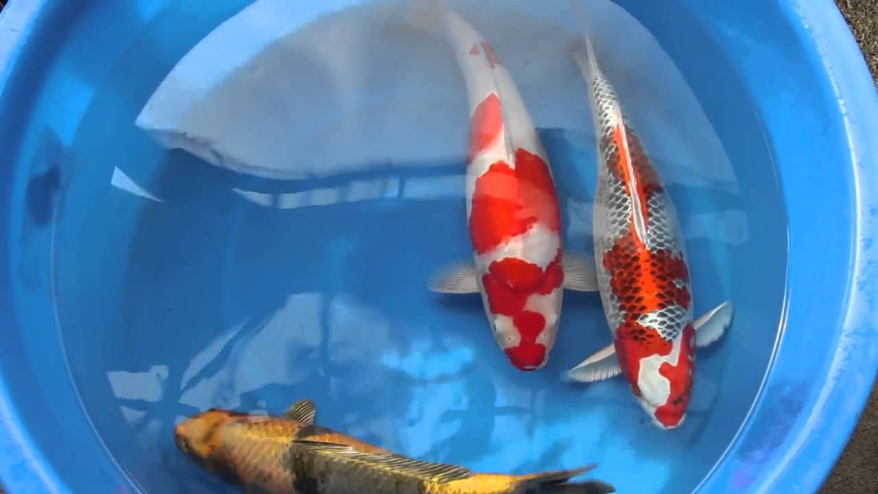 Kohaku, Kujaku, Kin Ki Utsuri all Female - KoiAqua - YouTube