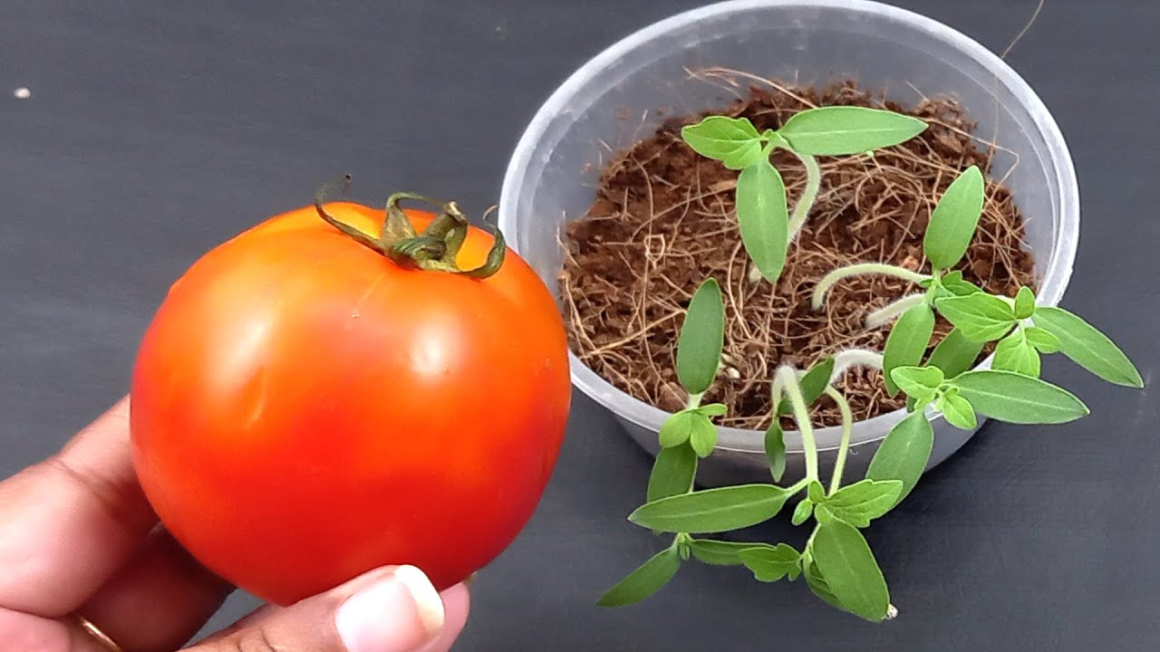 Tomato Plant Growing From Tomato Slice - YouTube