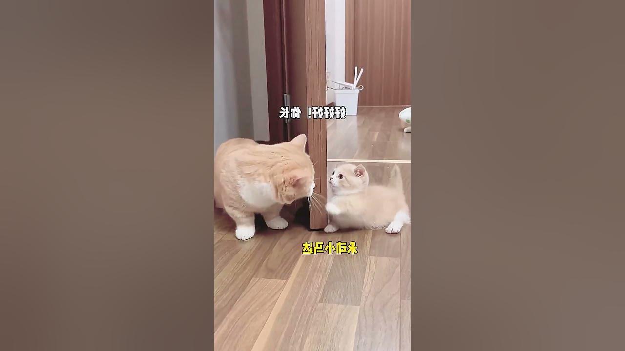 Enjoy With Cute Kitty Meow Meow 022 Youtube