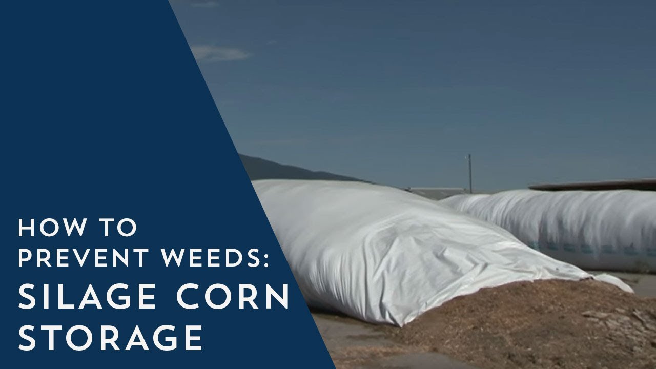 How to Prevent Weeds: Silage Corn Storage - YouTube