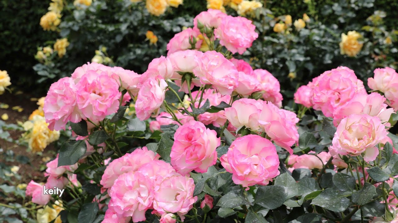 Rose Garden💗💕Romantic Rose💗💕2019 - YouTube