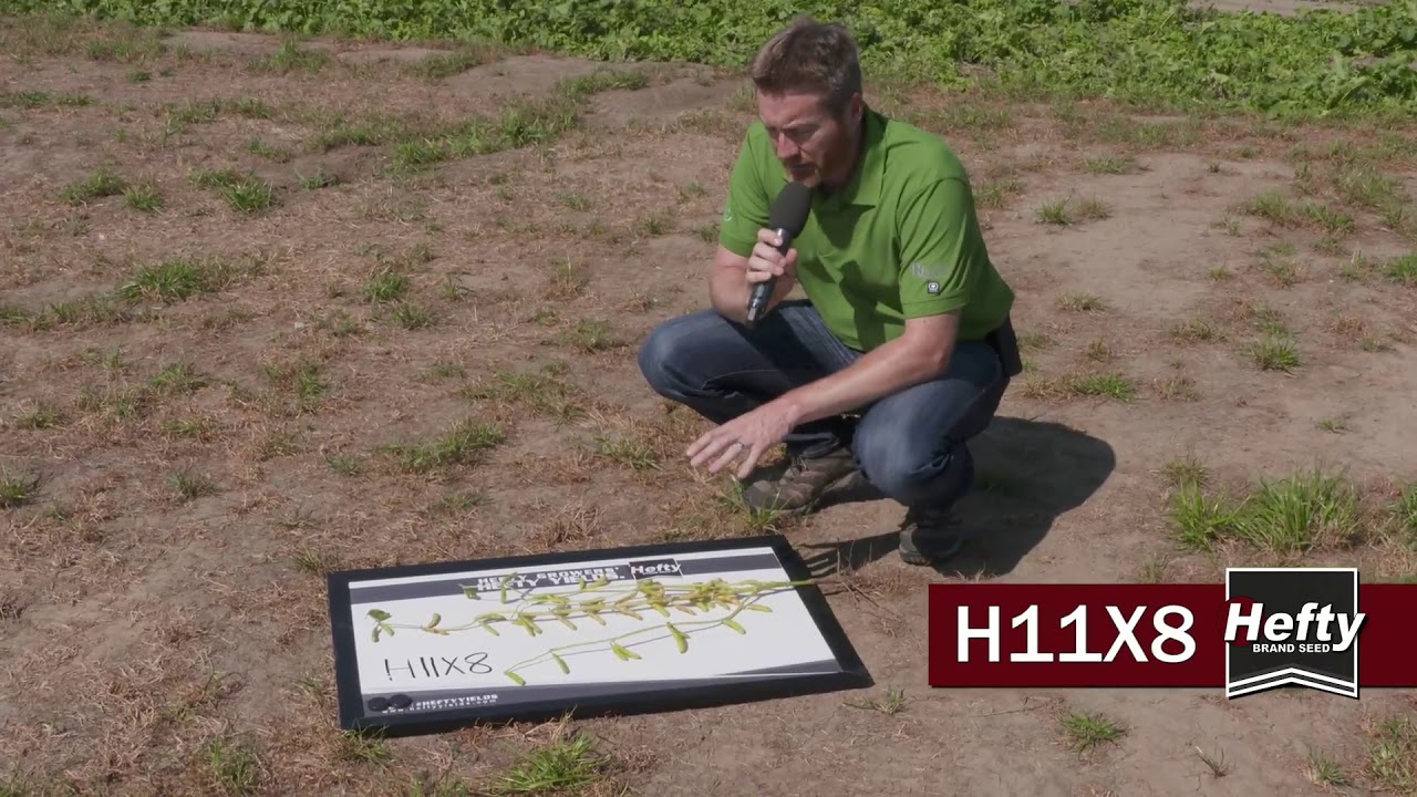 Hefty Brand Soybeans - H11X8 at Pre-Harvest - YouTube