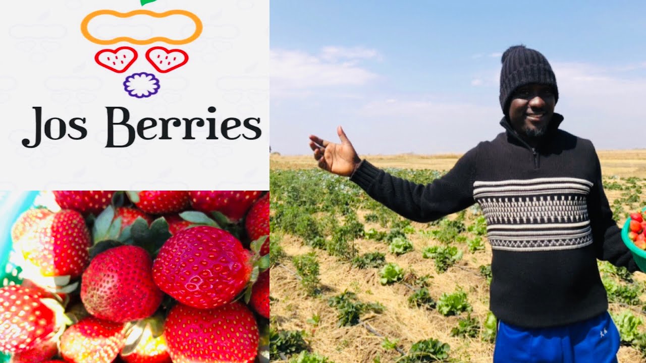 I Visited The Best Strawberry Farm in Jos // #josBerries - YouTube