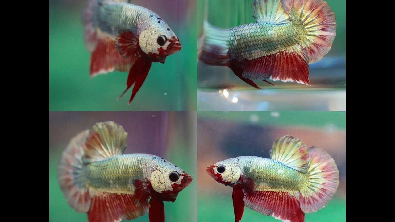 Betta Time Live Fish Red Copper(HMPK) #CP1 male/3.5months/1.6inches ...