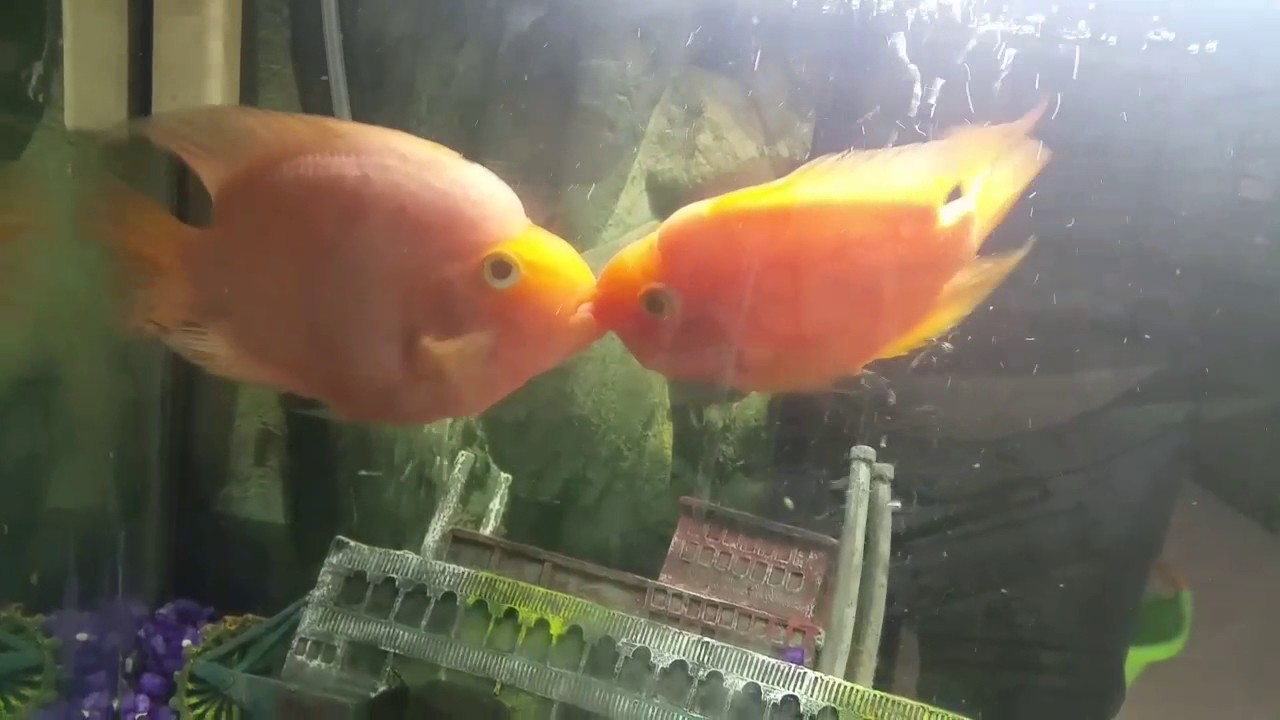 Parrot fish mating - YouTube