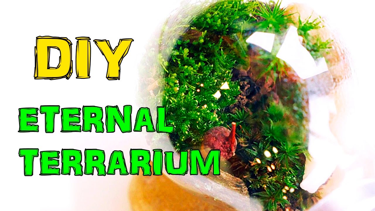Light Bulb Eternal TERRARIUM. HOW TO MAKE AN ETERNAL TERRARIUM. Micro ...