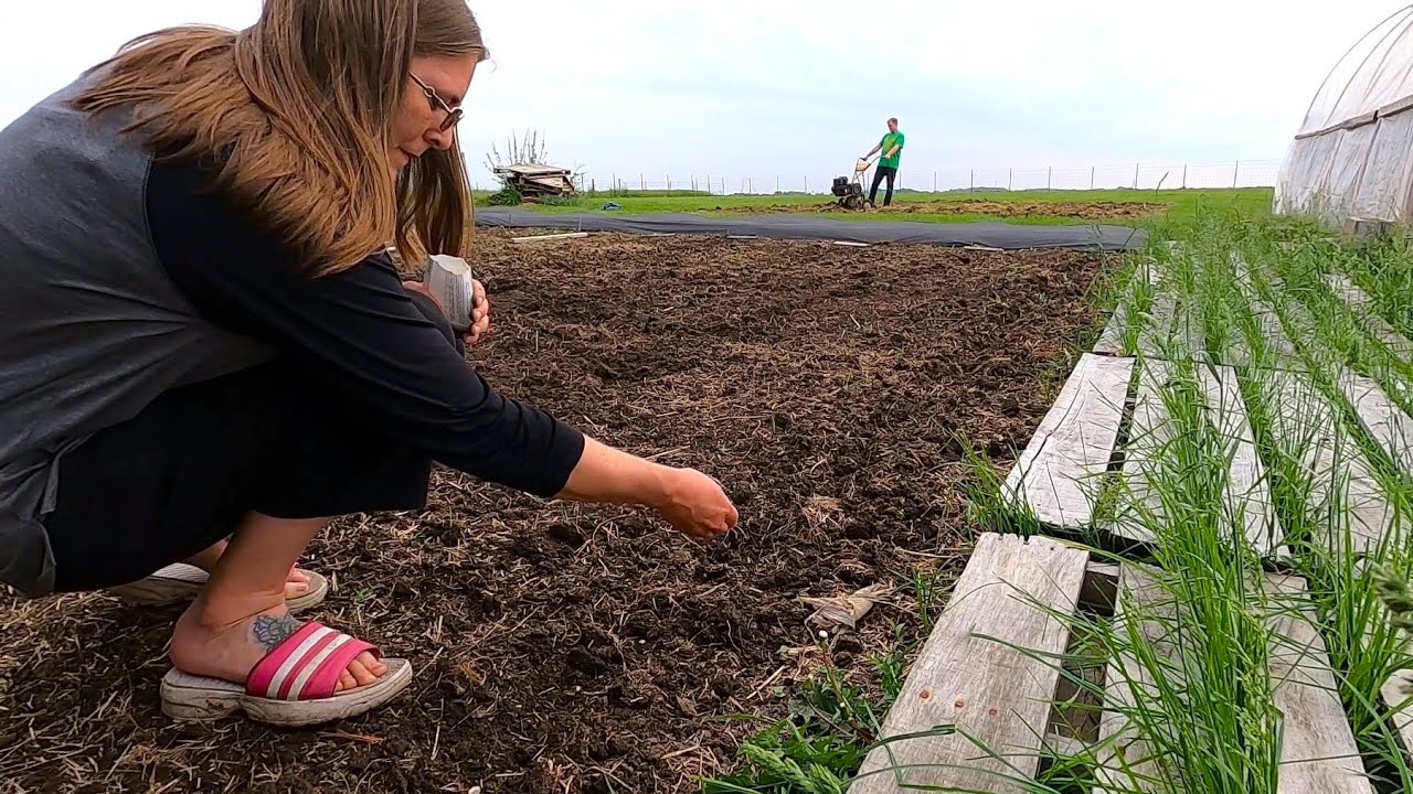 Homestead Garden Updates (Tilling, Seeds, & Sprouts) 🌱 - YouTube