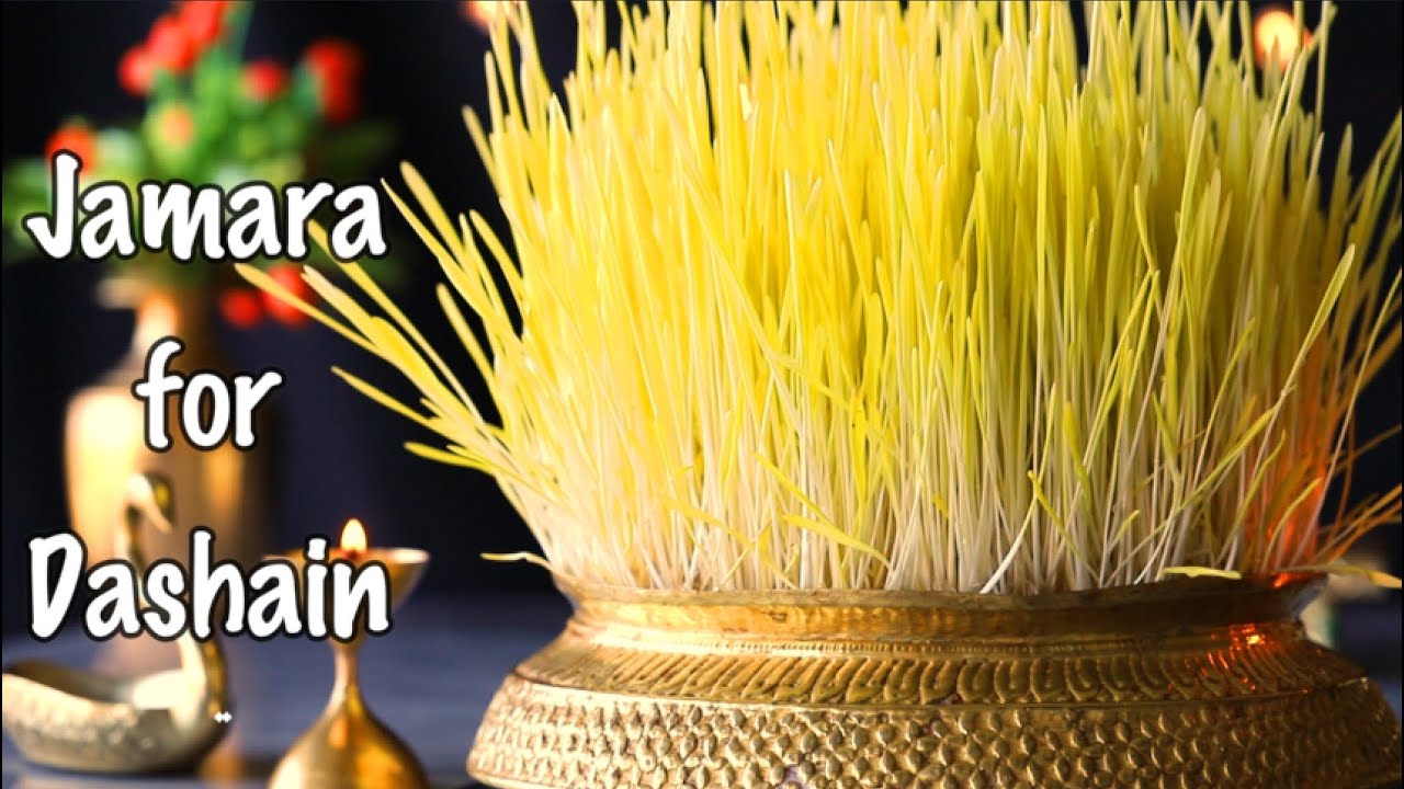 Jamara/ How to grow Jamara (Barley)/ जमरा उमार्ने सजिलो तरिका - YouTube