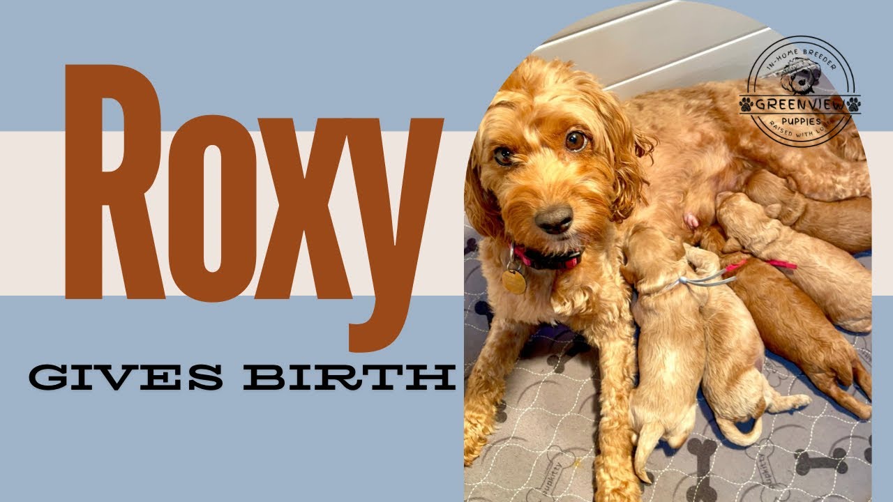 Roxy’s birth video and our litter theme! - YouTube