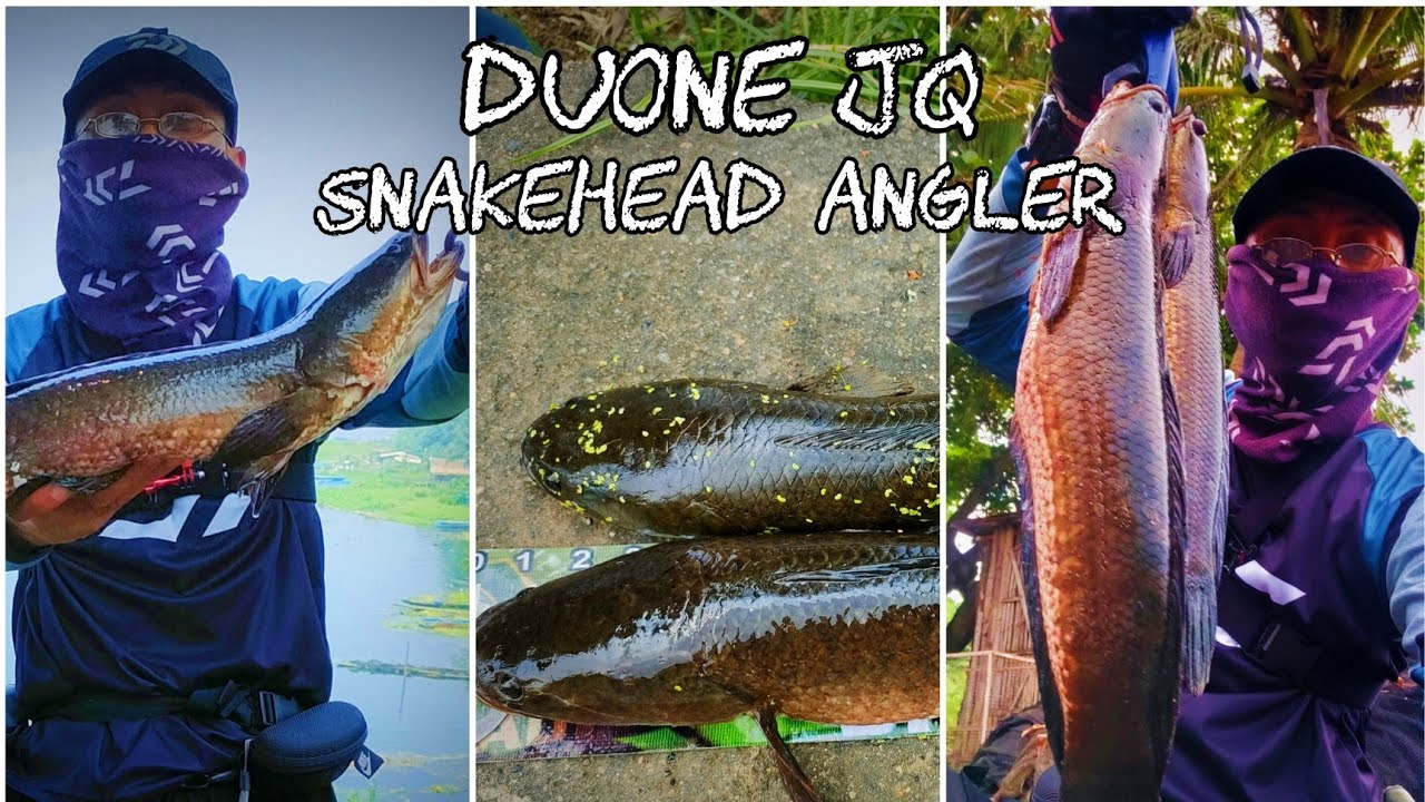 Snakehead Top Water Angling, Channa Striata,Dalag/ Haruan / Gabus ...