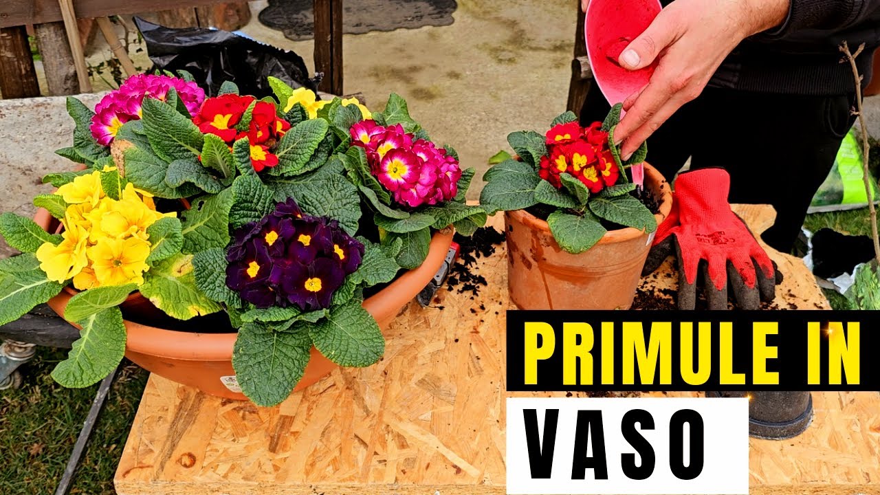 Primula In Vaso - Come e quando piantare e coltivare le primule - YouTube
