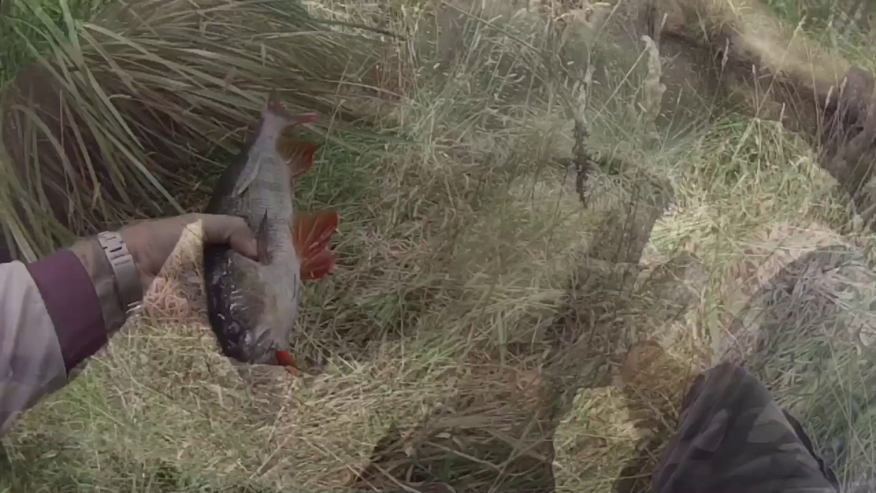 Upper Warren river Redfin perch WA - YouTube