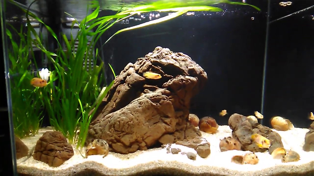 Ракушечник на рабочем столе (7,91Gallon shell dweller tank) - YouTube