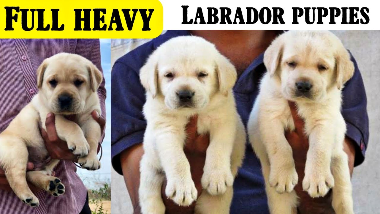 Heavy bone labrador puppies for sale || Short tail affordable price ...