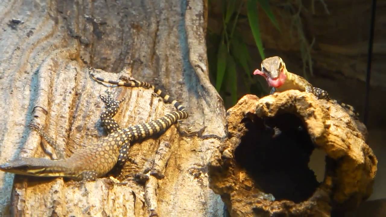 varanus glauerti ((Kimberley Rock Monitor) - YouTube