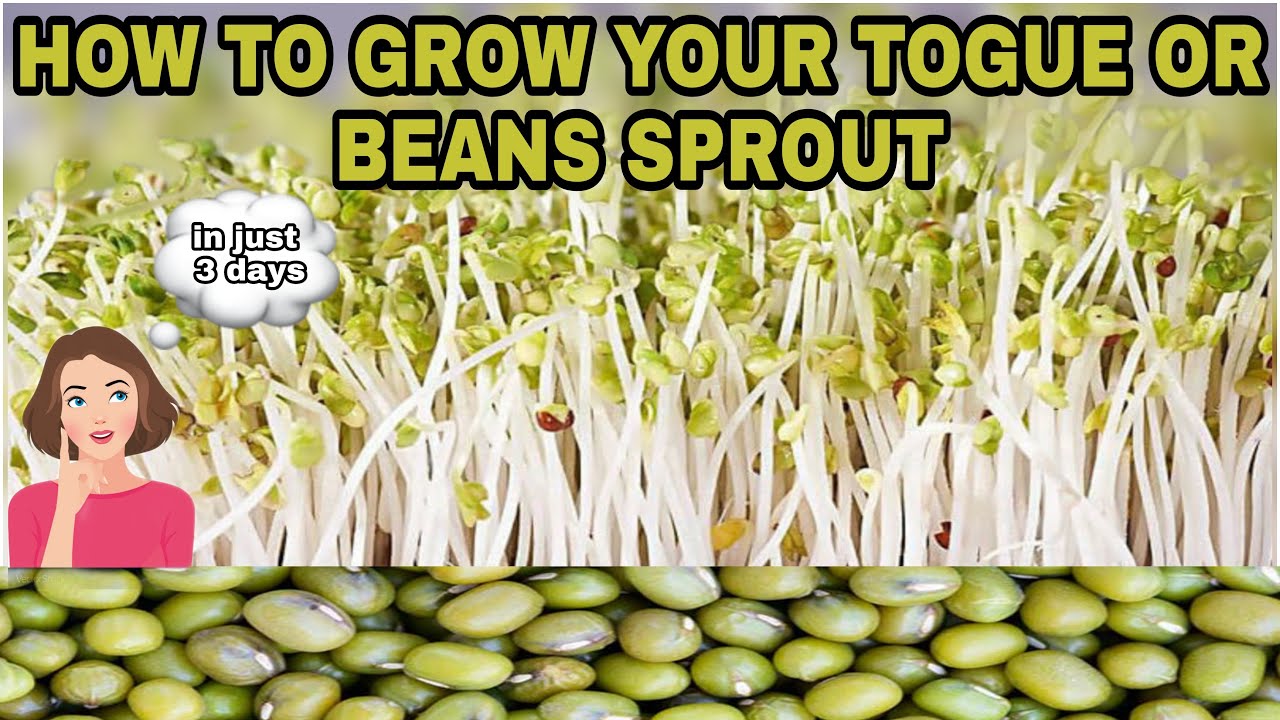 How to make Togue | Mung Beans | Beans SPROUTS | Super Sarap na Ulam ...