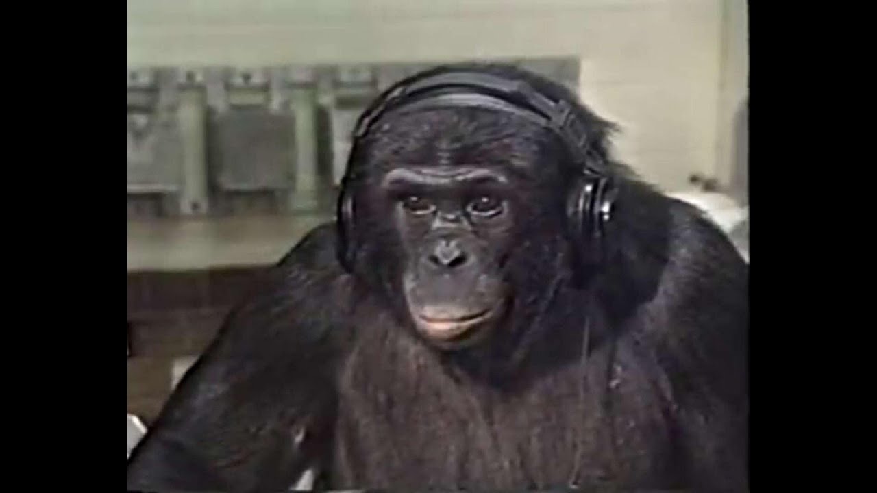 monkey playing warzone - YouTube