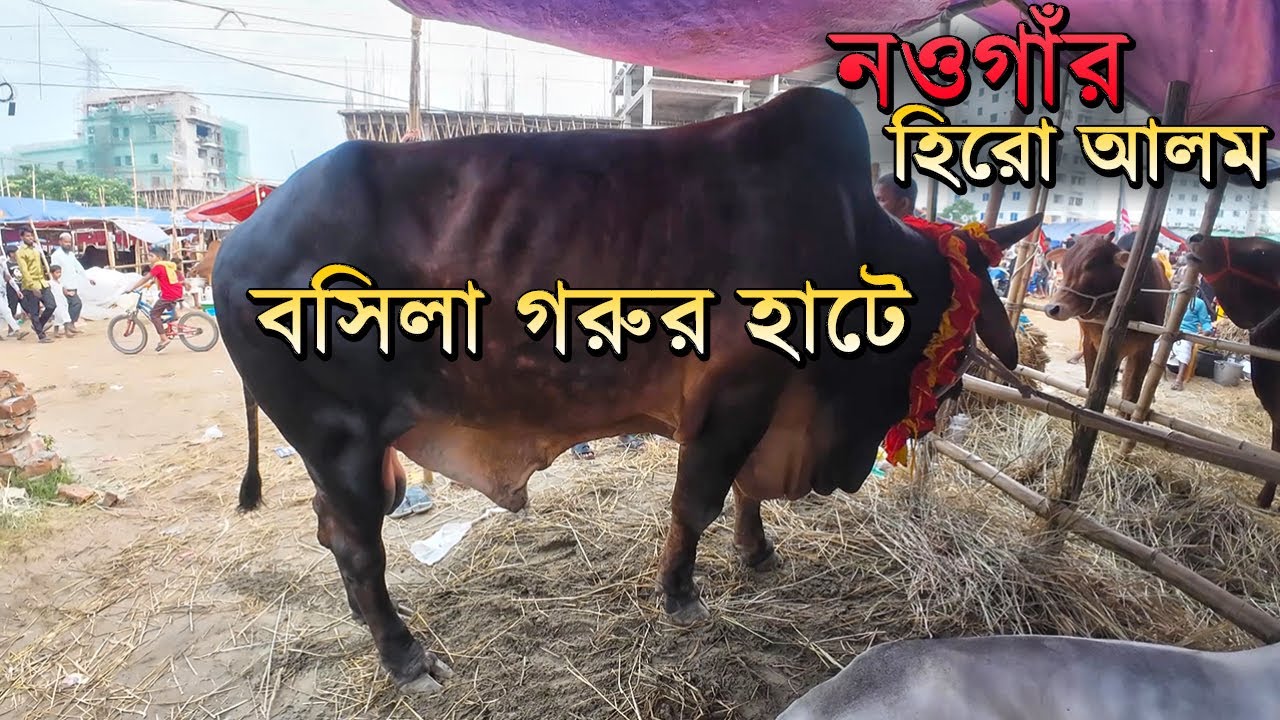 এবার হিরো আলম বসিলা গরুর হাট এ !! ভাই কত নিল? সাদিক এগ্রো!! sadik agro ...