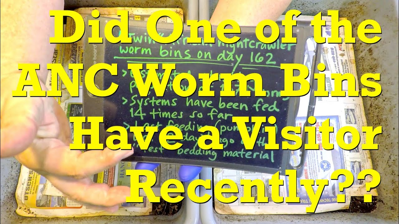 162-day "twin" ANC worm bins get bedding boost & bubble wrap covers ...