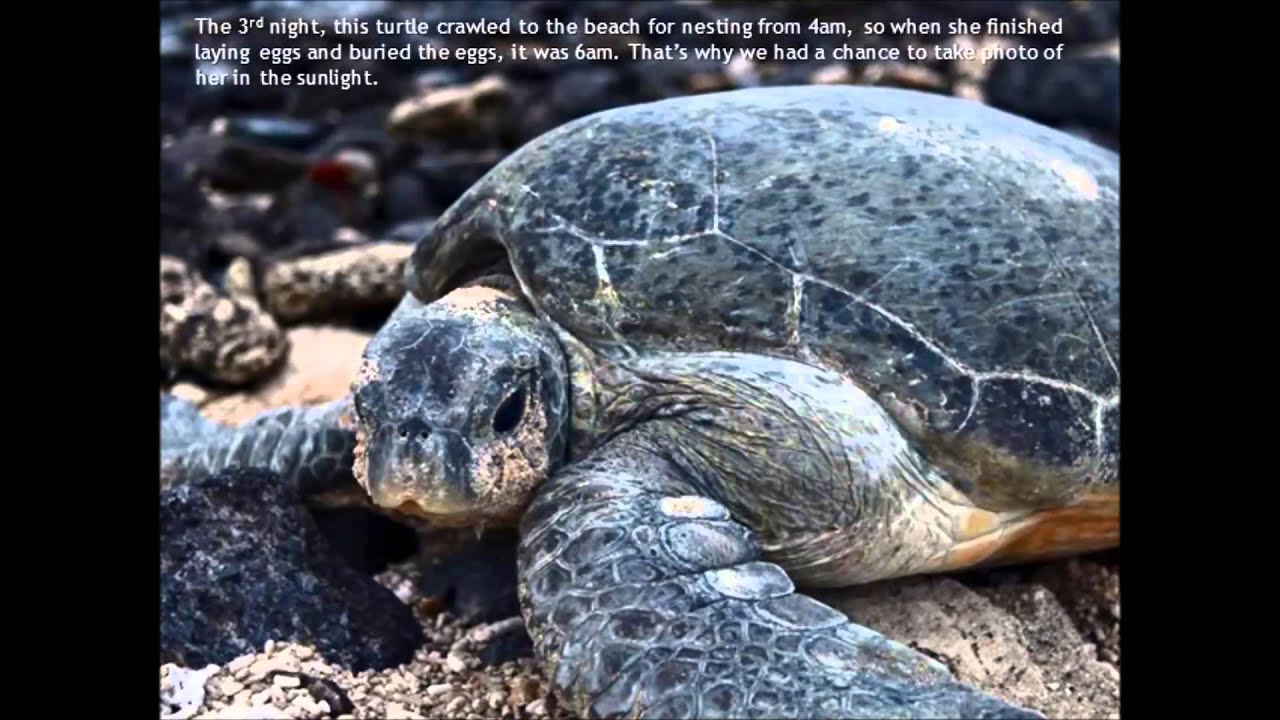 Sea turtle conservation report - YouTube