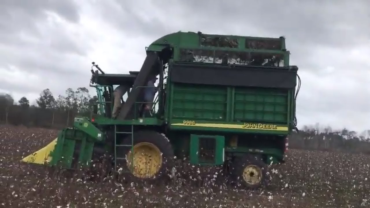#26 Here’s My First Cotton Picking Video, Harvest 2019 - YouTube