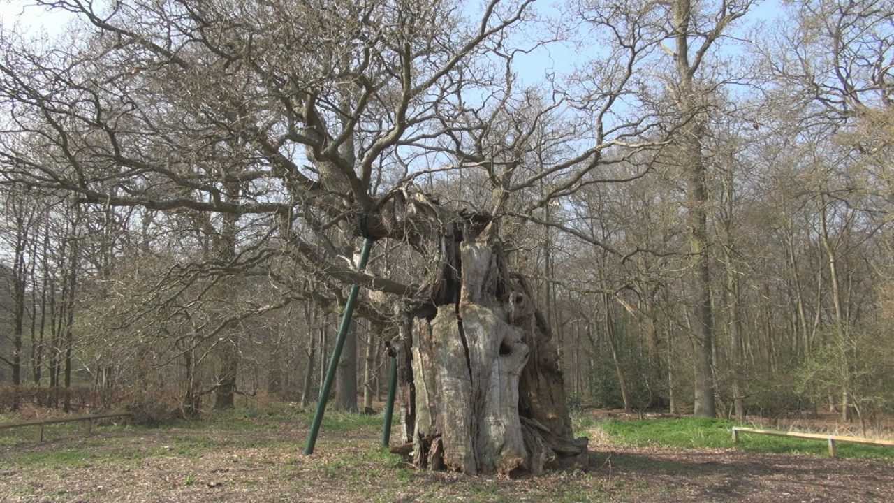 The Ancient Trees of Windsor Great Park - YouTube