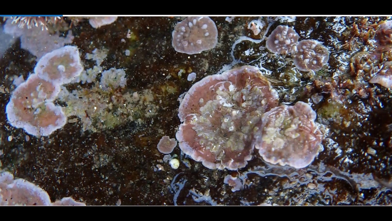 Lithophyllum sp rhodolith Greece by Theo Fotiadis - YouTube