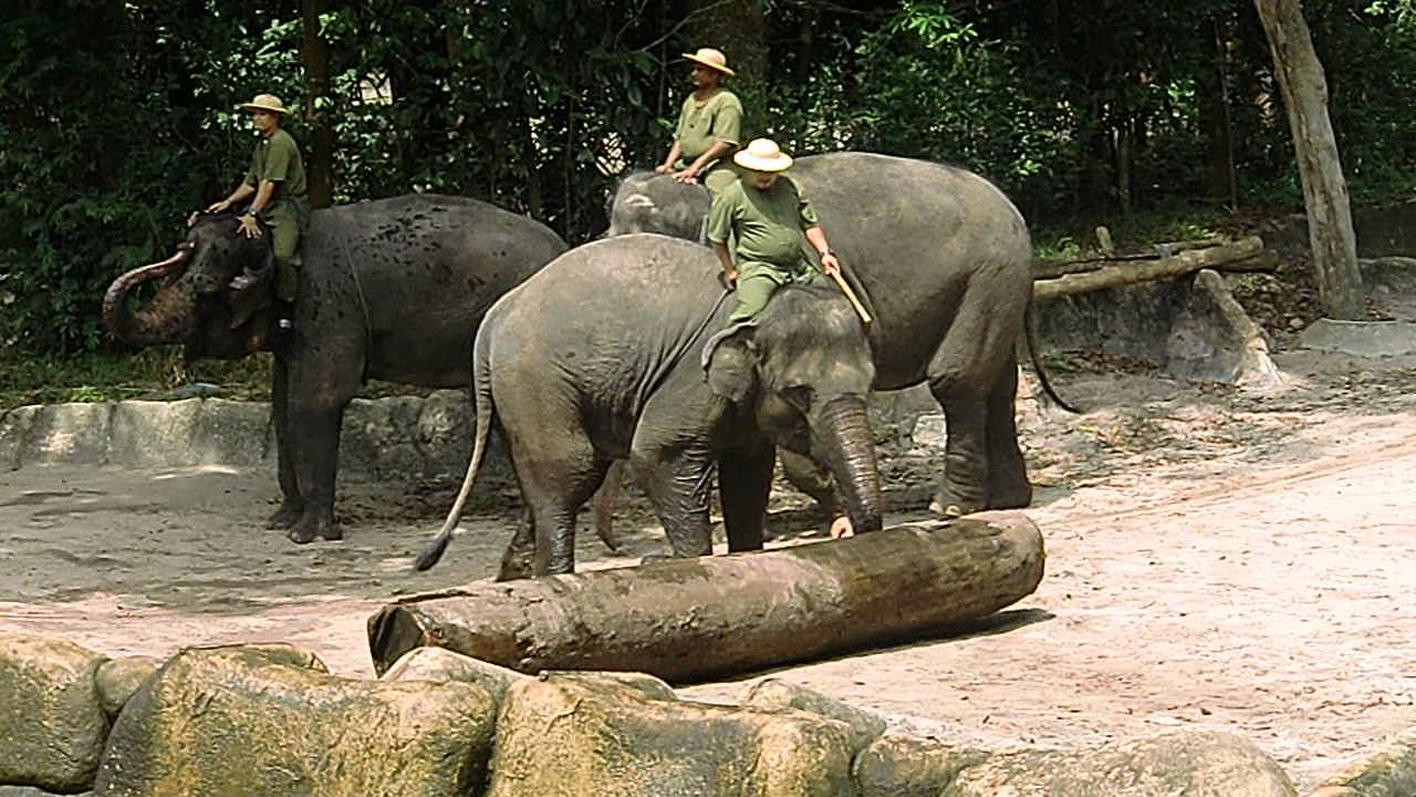 Elephant at work - YouTube