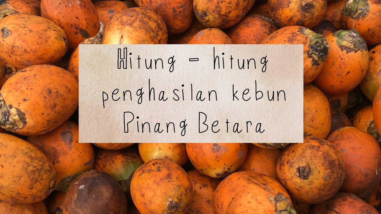 Penghasilan Kebun Pinang Betara 2 Hekatar || Rotasi pemanenan 1 Bulan ...