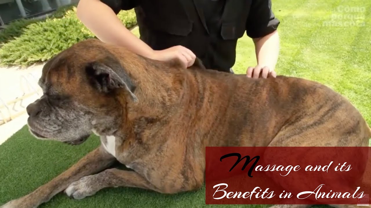 DOGS: Massage and its BENEFITS in ANIMALS - YouTube
