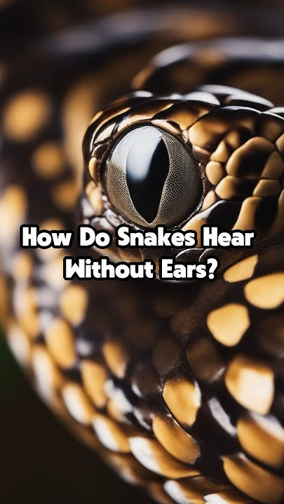How Do Snakes Hear Without Ears #animalshorts - YouTube