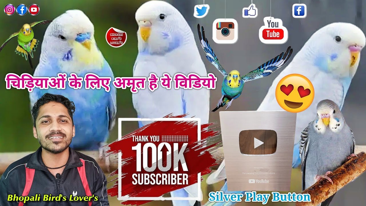 Fule huye bird's 🕊️ ko sahi kiya, or 100K ki badhai sabko// Bird को ...