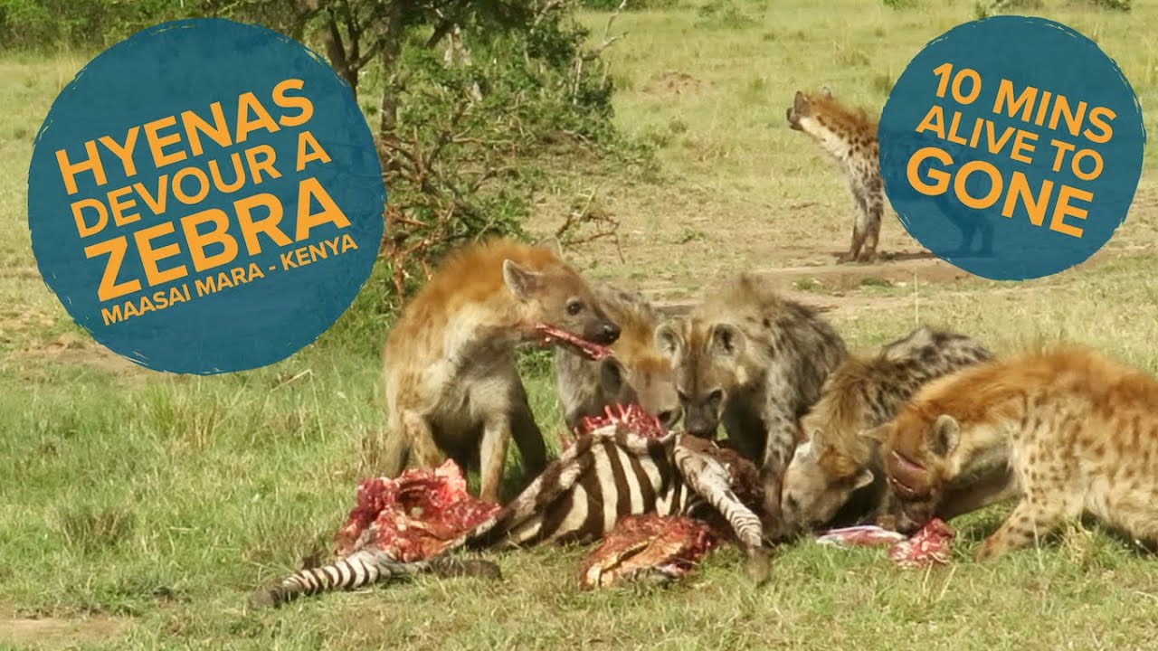 Lions kill zebra, hyenas eat zebra, game drive in Masai Mara Kenya ...