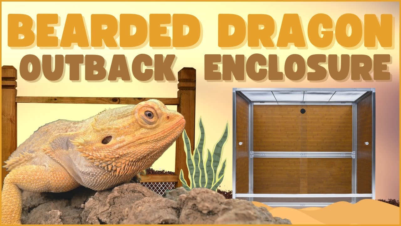 Australian Outback-Inspired Reptile Enclosure Upgrade - For Our First ...