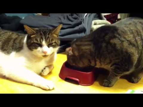 Cats fighting over food dish - YouTube
