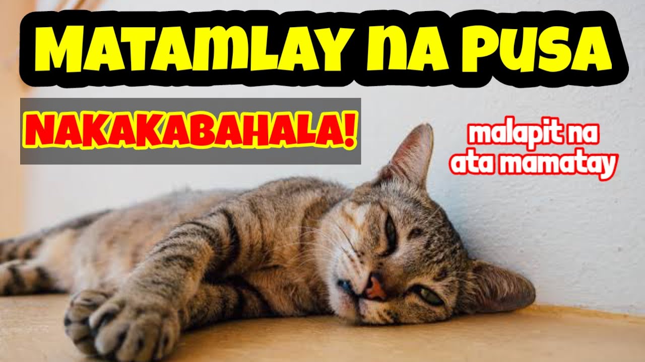 BAKIT BIGLANG MATAMLAY ANG PUSA MO? NAKAKABAHALA NGA BA? ITO ANG MGA ...