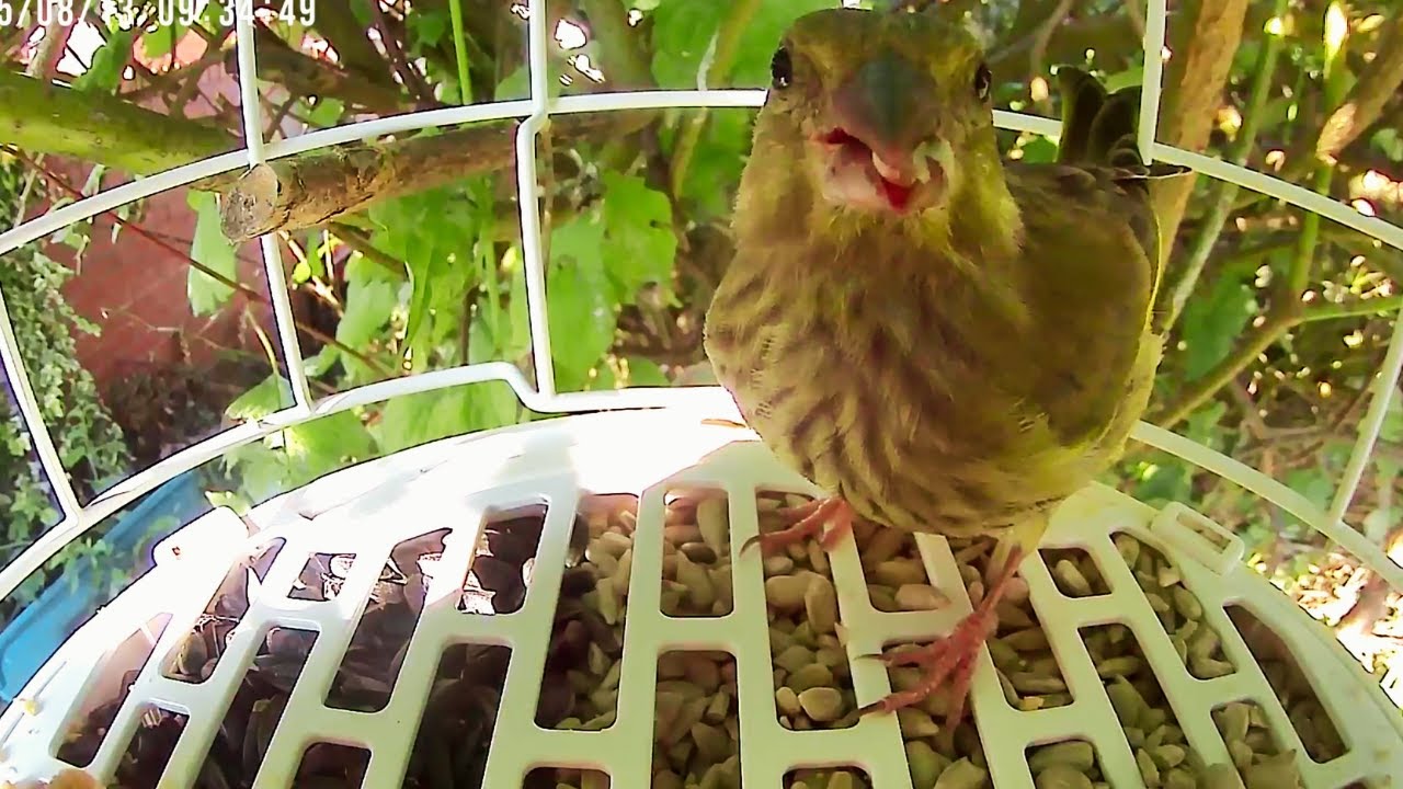 Watch These Garden Birds: Goldfinches & Fluffy Young Finches Feeding ...