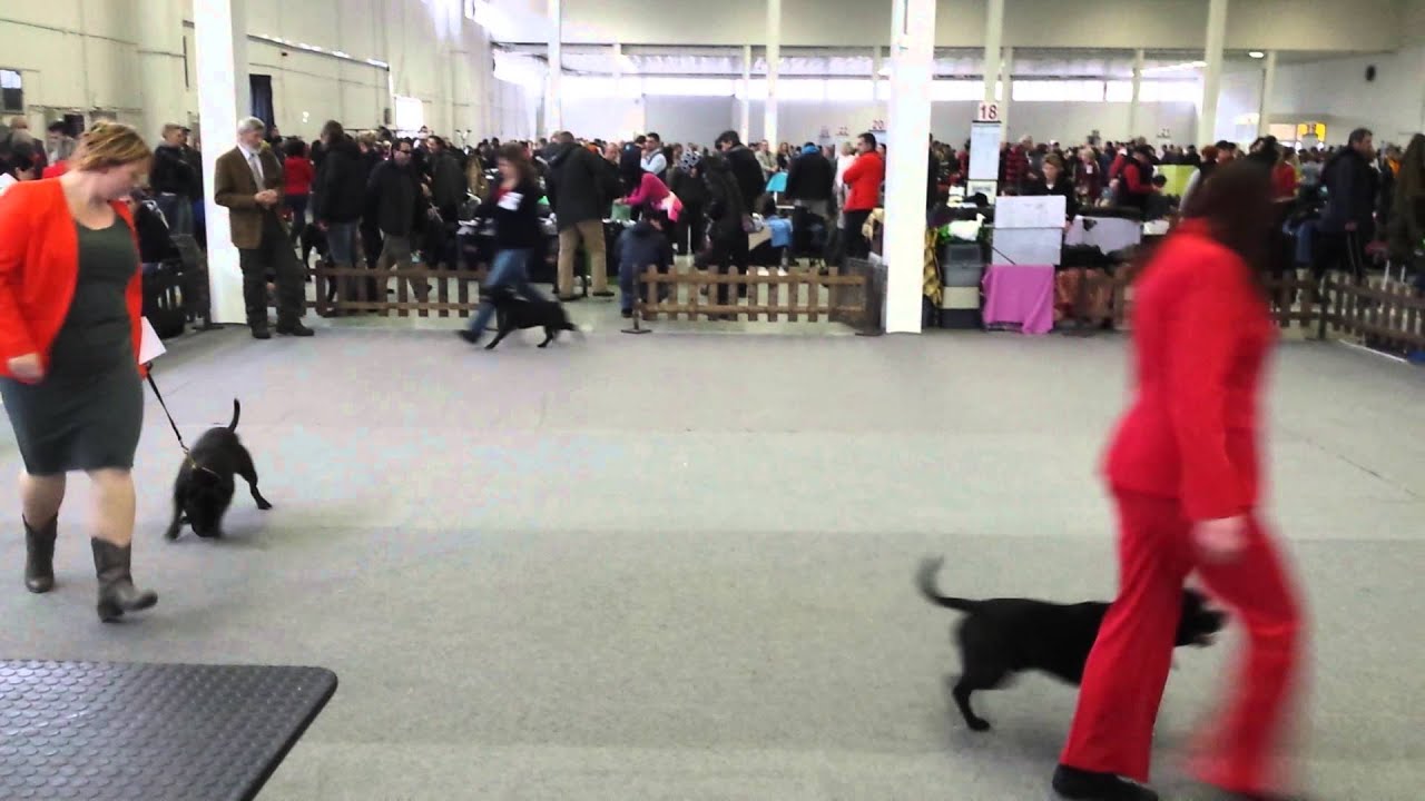 Brett Poker Canis - YouTube