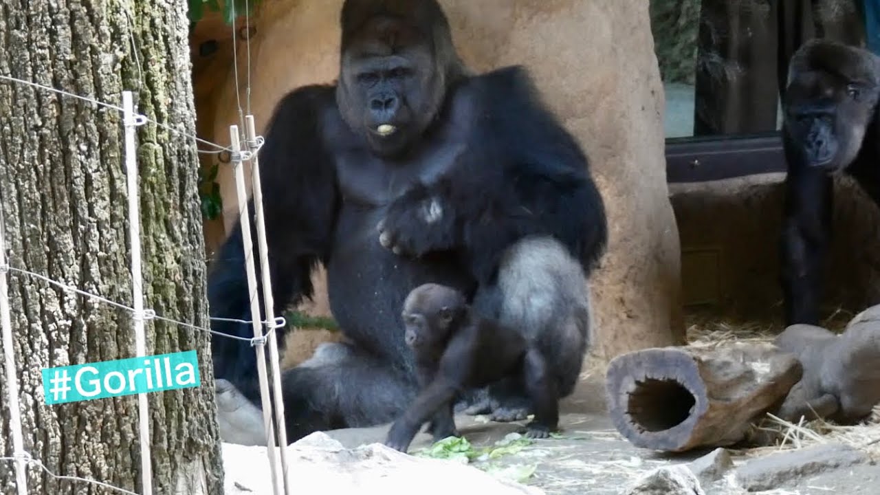 Gorilla father really wants to play with his daughter, but he just ...