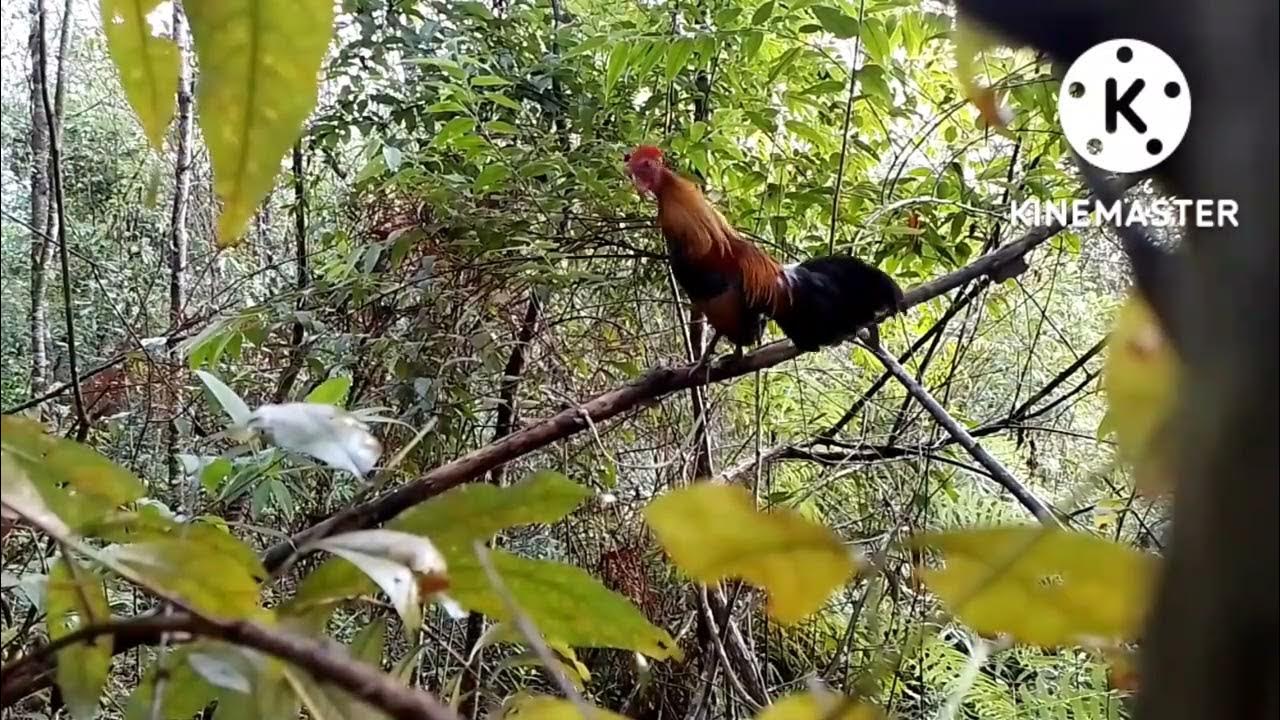 ໄກ່ຕໍ່ສາຍຫມານ qaib dib tuaj zoo newb cov noob qaib daj - YouTube