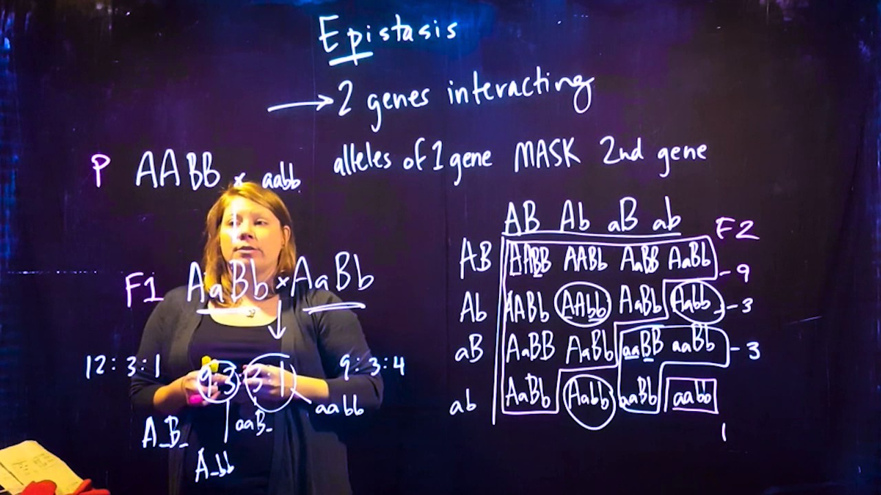 Epistasis practice problem - YouTube