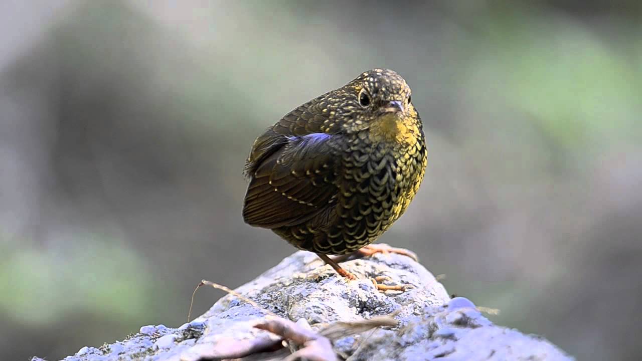 Scaly-breasted Wren Babbler - YouTube
