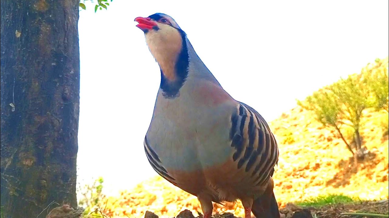 Pakistan national bird chukar ki awaz//Chukar sounds//Chakor ki awaz ...
