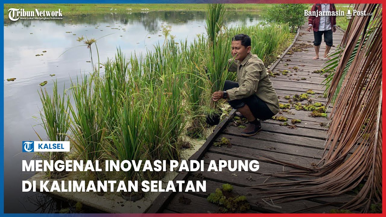 Mengenal Inovasi Padi Apung di Kalimantan Selatan, Solusi Pertanian di ...