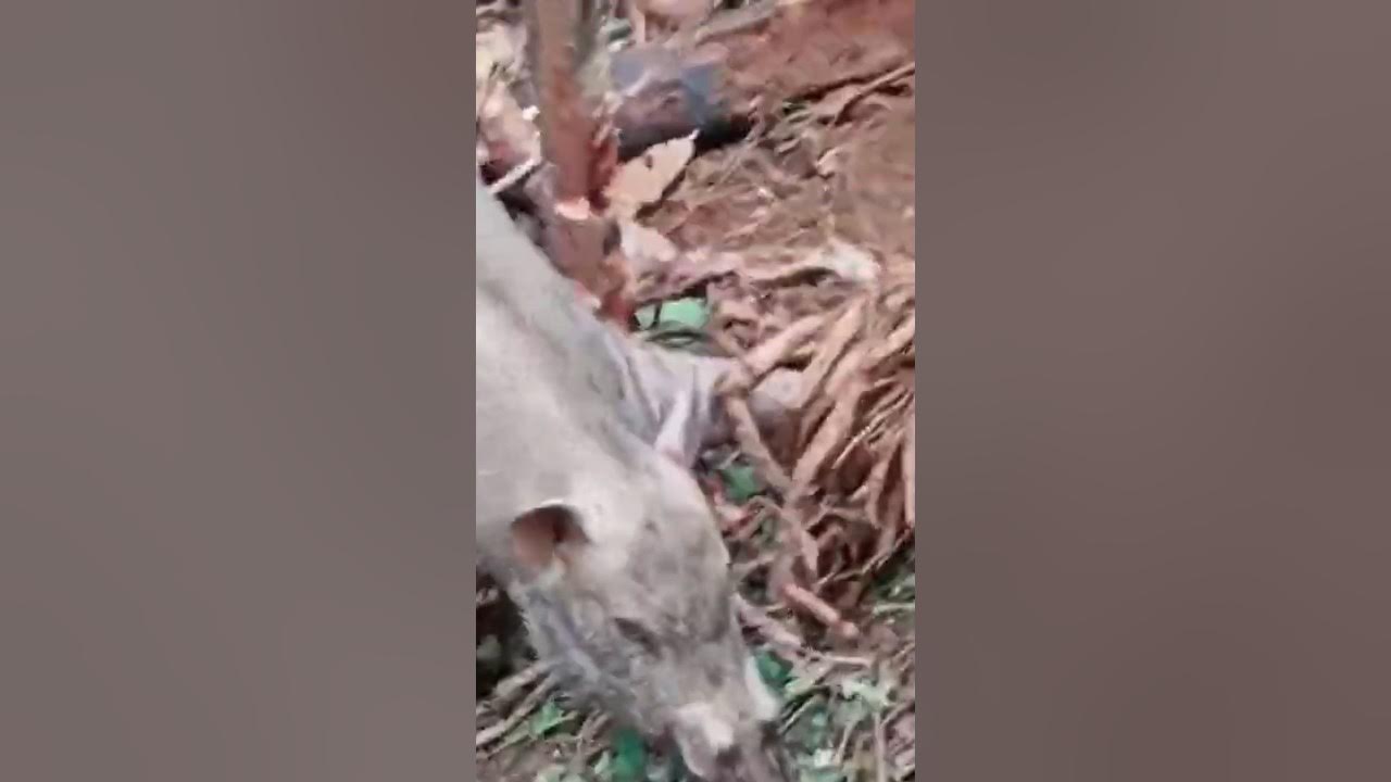 Menangkap babi hutan - YouTube