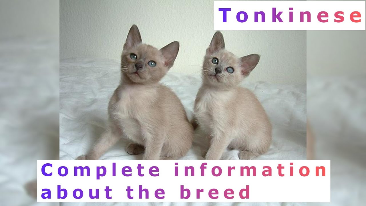 Tonkinese. Pros and Cons, Price, How to choose, Facts, Care, History ...