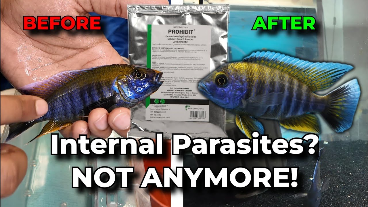 How To Treat INTERNAL Fish Parasites With Levamisole! - YouTube